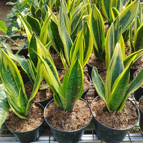Jual Tanaman hias sansivera gold flame | tanaman sansevieria gold flame ...