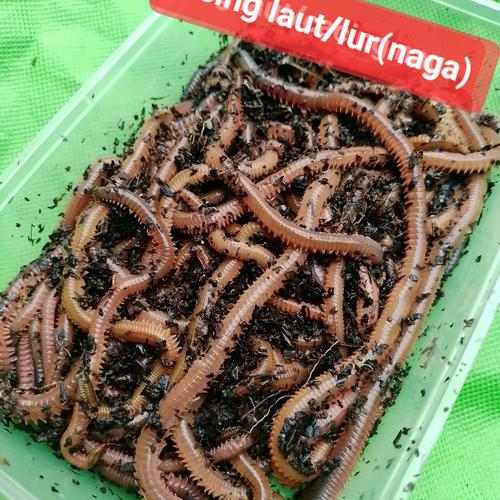 Jual cacing laut cacing naga amis laut - reguler - Kab. Tangerang ...