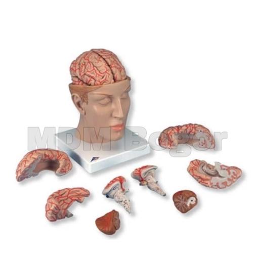 Jual Alat Peraga Model Otak Manusia Anatomi Model Terdiri 8 Bagian ...