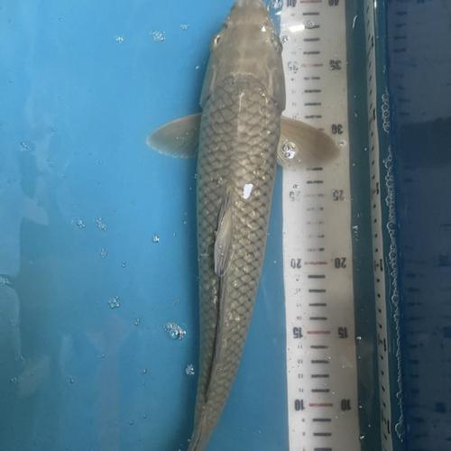 Jual Ikan koi saragoi ginrin grede A sz 35 cm up - Kota Depok - faiq ...