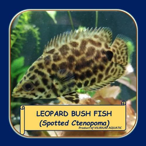 Jual IKAN HIAS AIR TAWAR - DAUN / CTENOPOMA / LEOPARD BUSH FISH ...