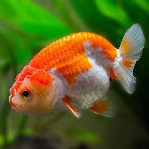 Jual paket hemat bibit koki ranchu size 2-3cm up/20 ekor/sameday ...
