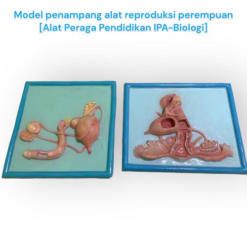 Jual Alat peraga model Reproduksi Manusia-Alat Peraga Ipa Biologi ...