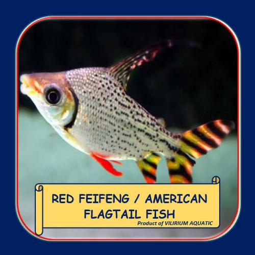 Jual IKAN HIAS AIR TAWAR - RED FEIFENG / AMERICAN FLAGTAIL / RED ...