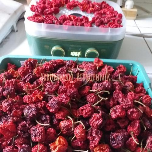 Jual CABE Kering Carolina Reaper Buah Utuh isi 500gr - 500 gram - Kab ...