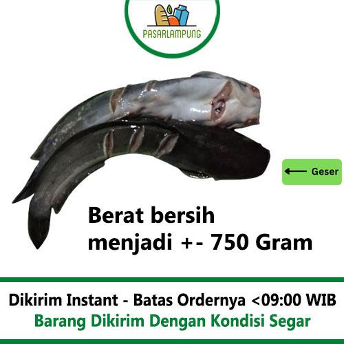 Jual IKAN LELE SEGAR 1 KG PASAR LAMPUNG - 500 gram - Kota Bandar ...