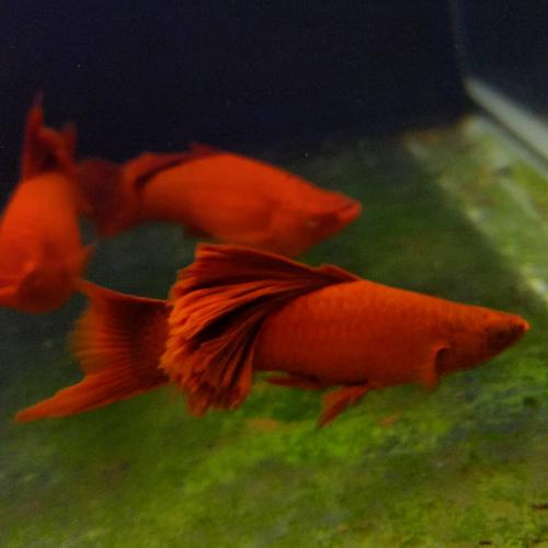 Jual IKAN BLOOD RED PLATY IKAN HIAS AQUASQAPE- PERPASANG - pasangan ...