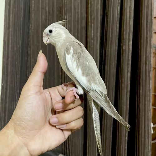 Jual Falk wf grey jinak - Kota Tangerang Selatan - Sobat Parrot | Tokopedia