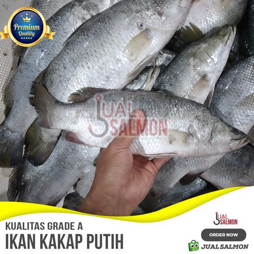 Jual Ikan Kakap Putih Baramundi FRESH 500gr/Kakap Putih SEGAR Seafood ...