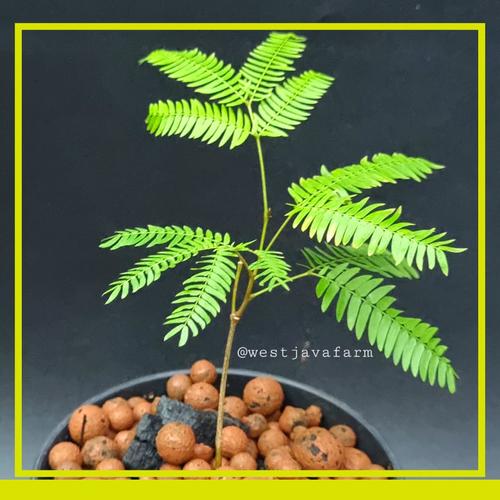 Jual Everfresh tree / Pithecellobium Confertum (Japan Import) - Kota ...