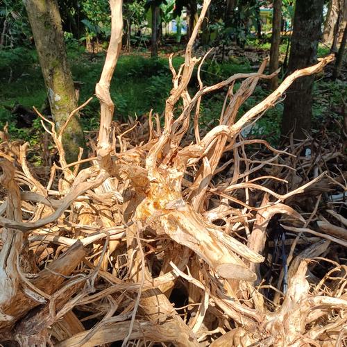 Jual kayu hias rasamala 100-120cm - kayu komplit - Kota Bekasi ...