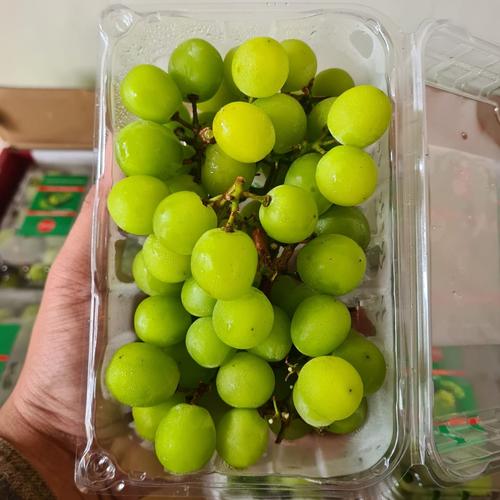 Jual Buah Anggur Yuji Good Muscat Pack 500 Gram - Kota Semarang - CMF ...