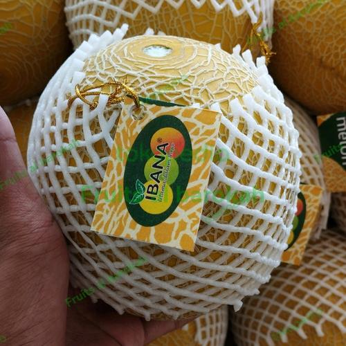 Jual Melon intanon hydroponik manis tebal /pcs -+1,3kg - Jakarta Barat ...