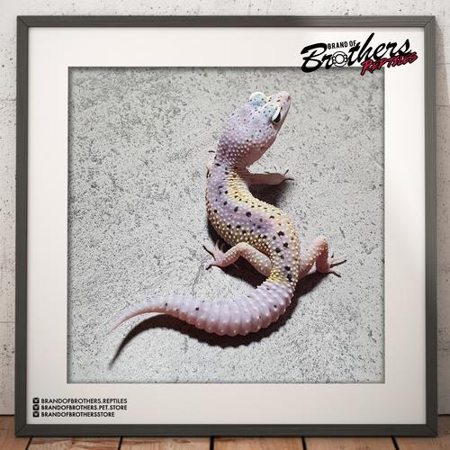Jual LEOPARD GECKO "MACK SNOW LF ENIGMA" - Kota Tangerang Selatan ...