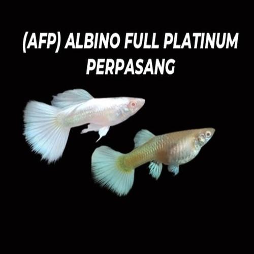 Jual Ikan Hias Guppy Albino Full Platinum AFP - Betina - Kota Depok - Fishtreasure. id | Tokopedia