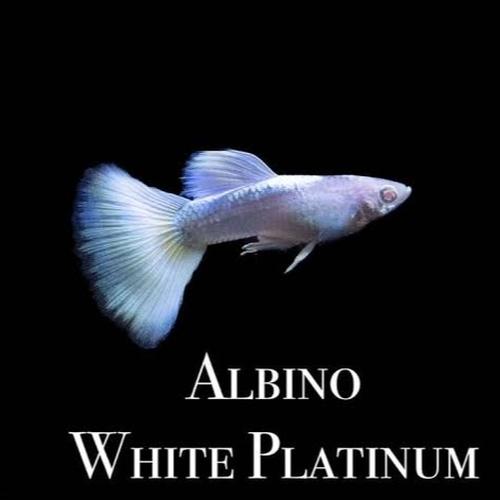Jual Ikan Hias Guppy Albino White Platinum - Kota Depok - Fishtreasure. id | Tokopedia