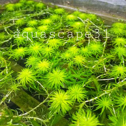 Promo Tanaman Sintetis Tonina Sp Belem Perbatang Tanaman Aquascape ...