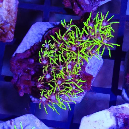 Jual green star polyp makassar polip bintang gsp bulu panjang frag ...