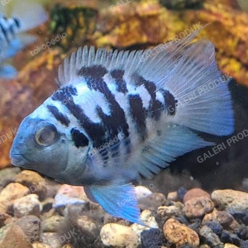 Jual Ikan hias Blue Polar Parrot aka Blue Convict - -+4cm - Jakarta ...