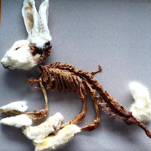 Jual Rabbit Bone / Ear / Feet / Head / Tail Jerky -Dog Snack Cemilan ...