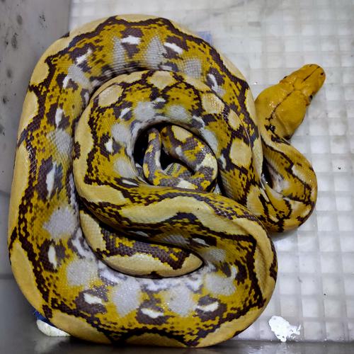 Jual RETIC CARAMEL ALBINO JANTAN BETINA CB NO BP BOA PYTHON DIPONG ...