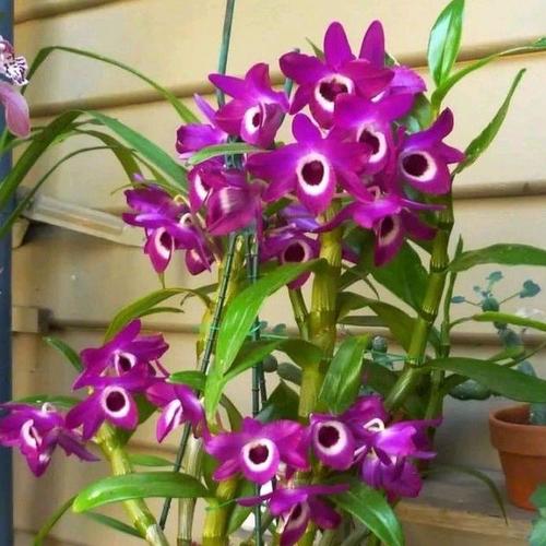 Jual Anggrek Dendrobium Nobile Purple dewasa - Kab. Bogor - yanflora ...