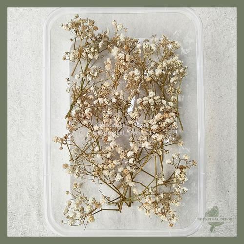 Jual Dried Flower Baby's Breath Gypsophila Bunga Kering Asli White ...