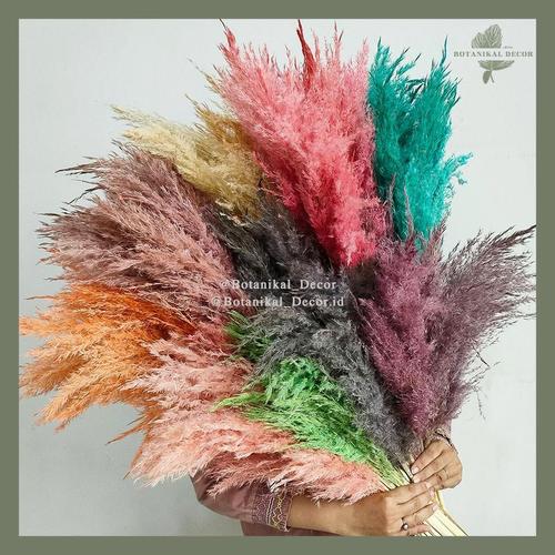 Jual Dried Flower Ravenna Pampas Rainbow Kering Asli Rumput Bulu ...