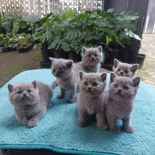 Jual kucing british short hair lucu 2,5 bulan blue nonped - Kota ...