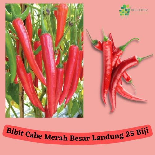 Jual Bibit Cabe Merah Besar Landung/ Benih Sayuran - Kota Bandung ...