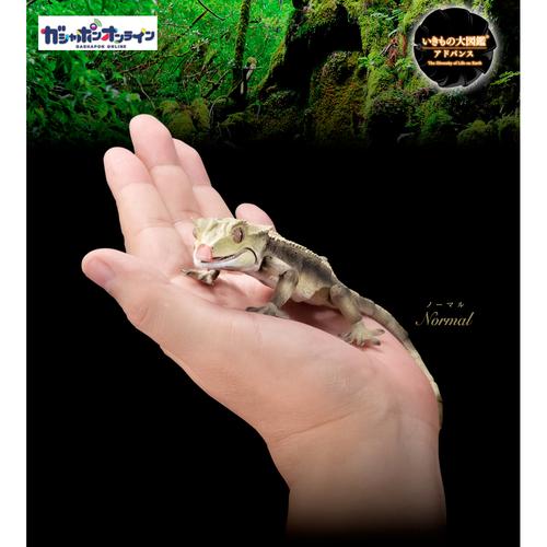Jual PREMIUM BANDAI Gacha Mainan Gecko Crested Ikimono Gashapon ...