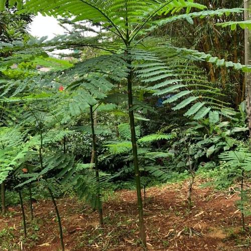 Jual pohon solobium brazil tinggi 2.5 meter - Kota Depok - marez ...