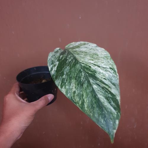 Jual epipremnum hanoman sp bali varigata - Gambar C - Kab. Bandung ...