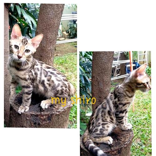 Jual kucing bengal pure jantan - Kota Tangerang - My shiro | Tokopedia