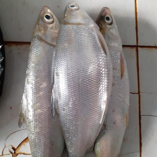 Jual ikan bandeng segar - Jakarta Pusat - Ikan Segar Idz Jakarta ...