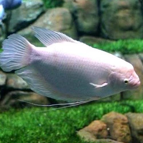 Jual Ikan Hias Gurame Padang Gurame Albino Besar Size L Niuwpersonarea ...