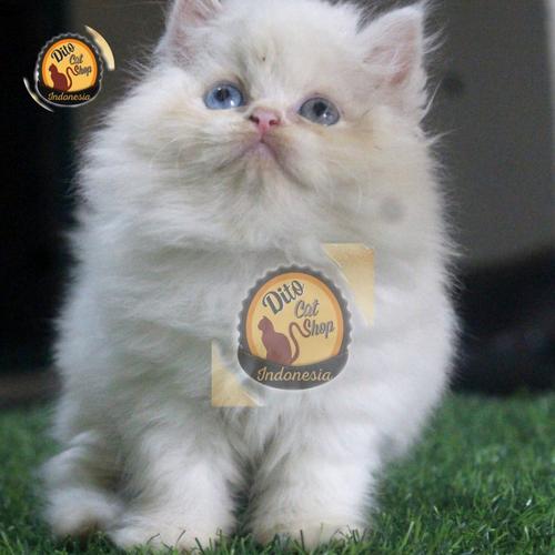Jual Kucing Persia Flatnose Long Hair Blue Eyes - Jakarta Pusat ...