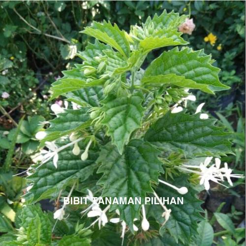 Jual BIBIT KECI BELING TANAMAN OBAT HERBAL TOGA KEJI PECAH KICA POHON ...