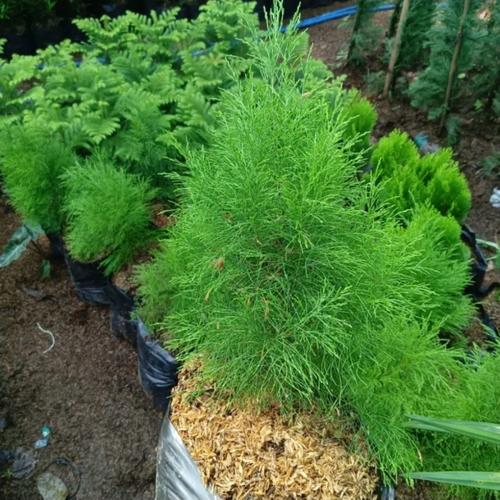Jual tanaman hias cemara balon // Casuarina sumatrana - Kab. Bogor ...