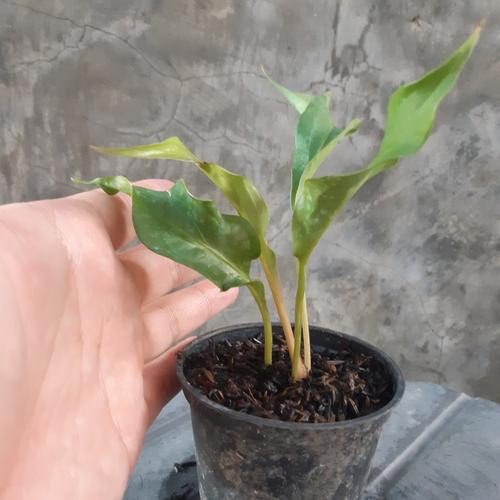 Jual anthurium obor ( EKONOMIS ) - Kota Tangerang - go go plant ...