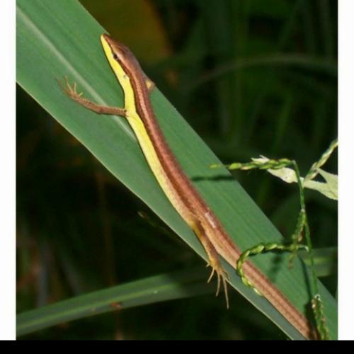 Promo kadal rumput - kadal orong-orong - grazz lizard - kadal ...