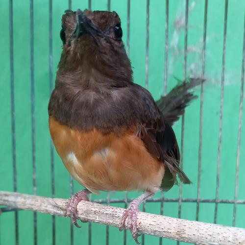 Jual MURAI BATU CREMINO JANTAN ASLI - Jakarta Timur - rumahmuray ...