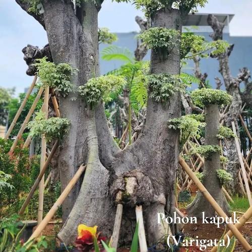 Jual pohon kapuk varigata berbagai ukuran - Kab. Bogor - novel flora ...