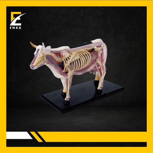 Jual Anatomi Organ Biologi Hewan Sapi 4D | Alat Peraga Sapi 4D - Kab ...