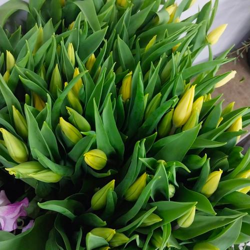 Jual Bunga Tulip asli satu ikat / Tulip segar - Jakarta Barat - Florist ...