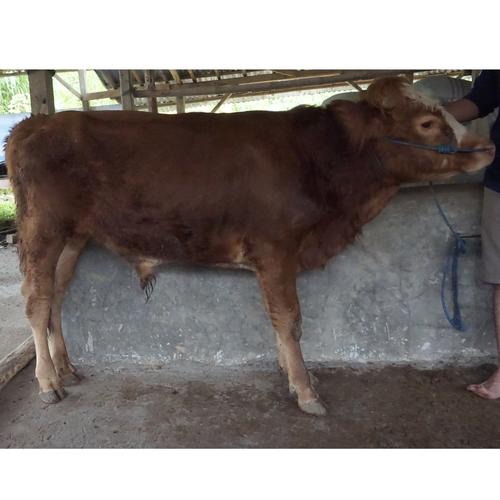 Jual Sapi Jawa Kurban 225 Kg - 400 Kg - 375 - Kab. Bogor ...