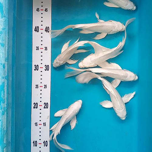 Jual Koi Platinum Slayer - Size 9cm - Kota Tangerang - Cupang Guppy ...