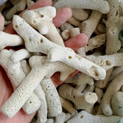 Jual karang jahe filter kolam dan aquarium penstabil pH - Kota ...