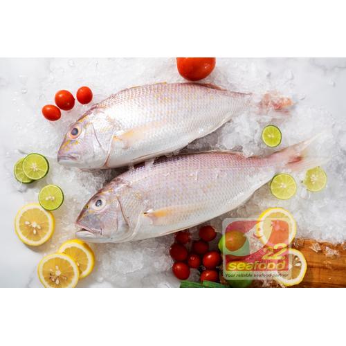 Jual Ikan Kurisi / Kurisi WGGS 1kg / Ikan Angkoli / Seafood 22 ...