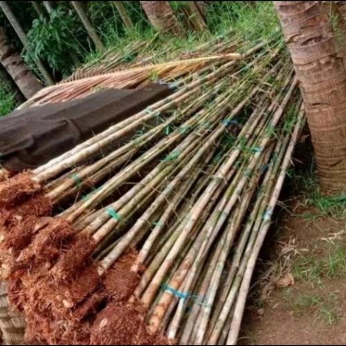 Jual pohon bambu jepang - Kota Depok - Ziziflora | Tokopedia